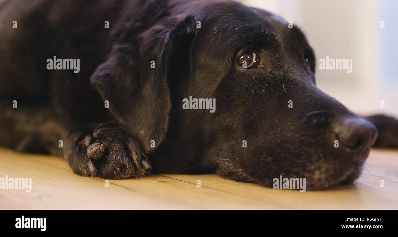 Black Labrador Retriever lying down on floor Stock Photo - Alamy