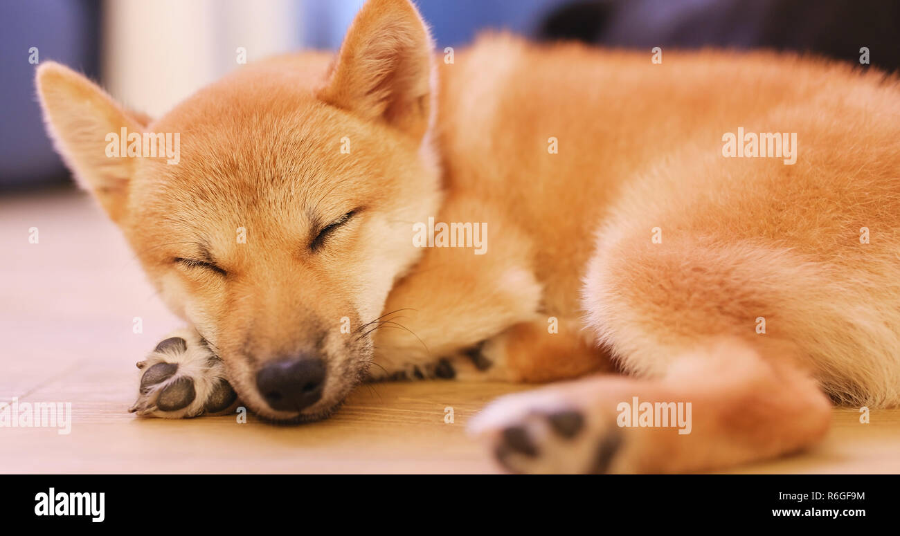 Little shiba inu sleep on floor Stock Photo - Alamy