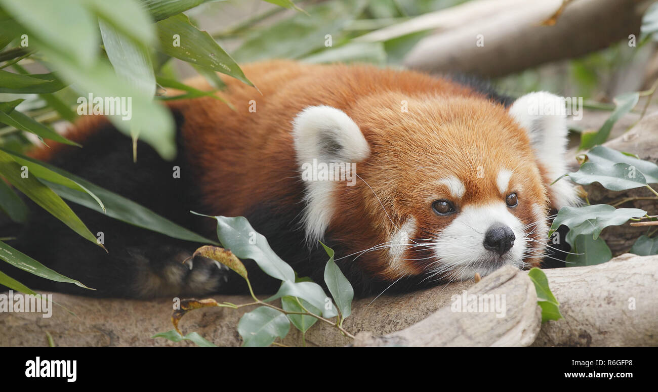 Red panda lying on tree bark Stock Photo - Alamy