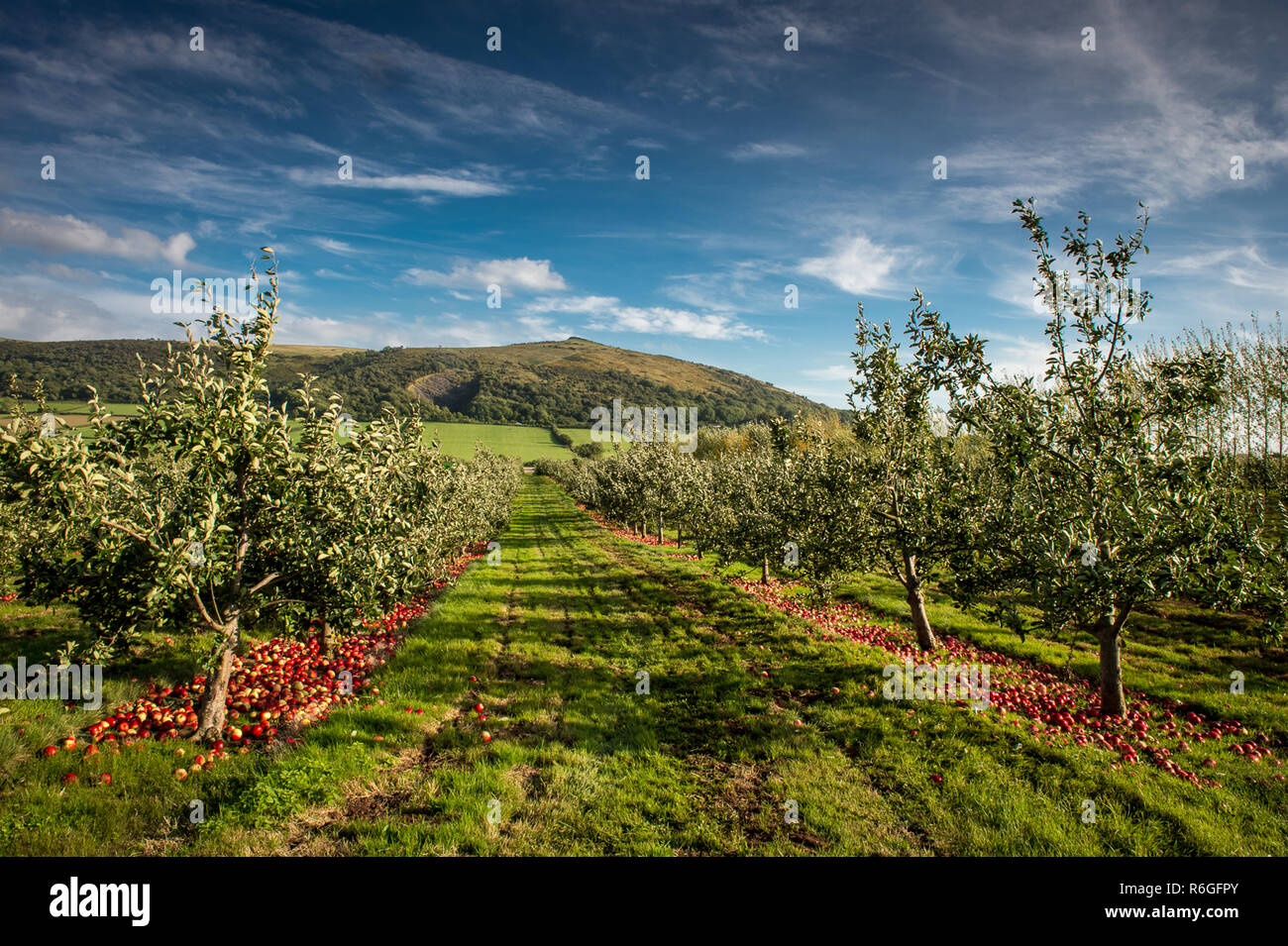 English apples orchard hi-res stock photography and images - Alamy