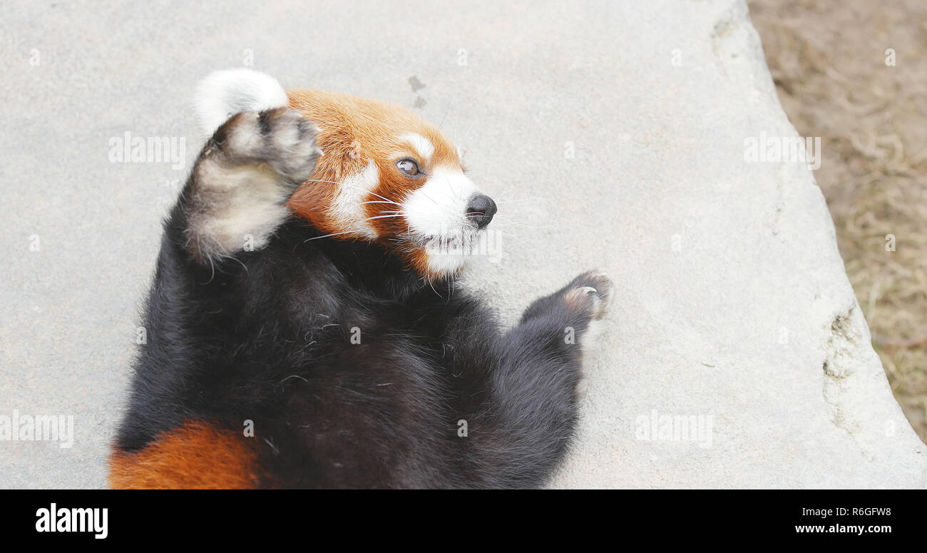 Training of red panda Stock Photo - Alamy