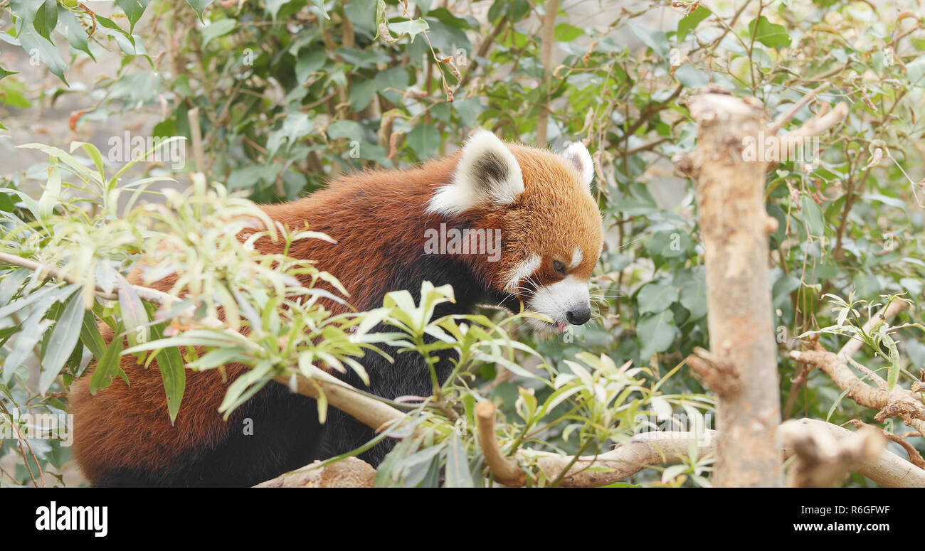 Red panda lying on tree bark Stock Photo - Alamy