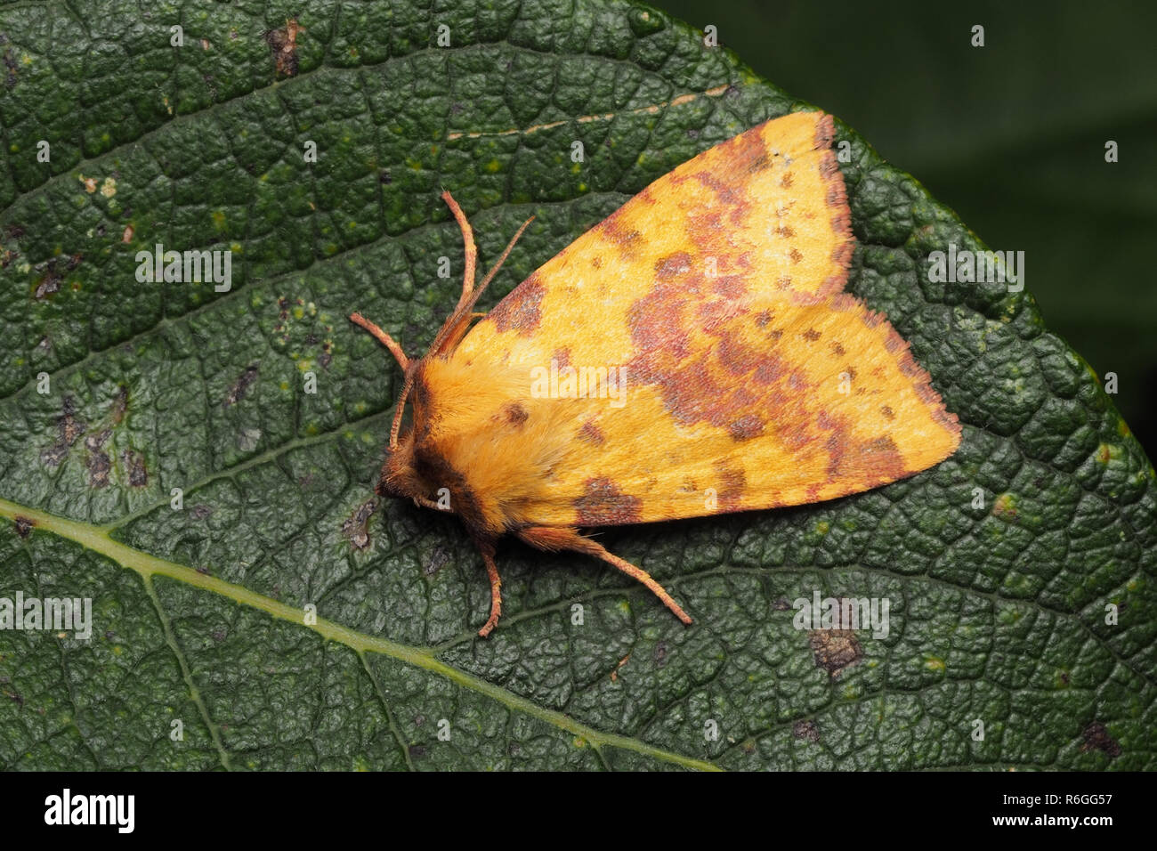 Dorsal view of a pink barred sallow moth hi-res stock photography and ...