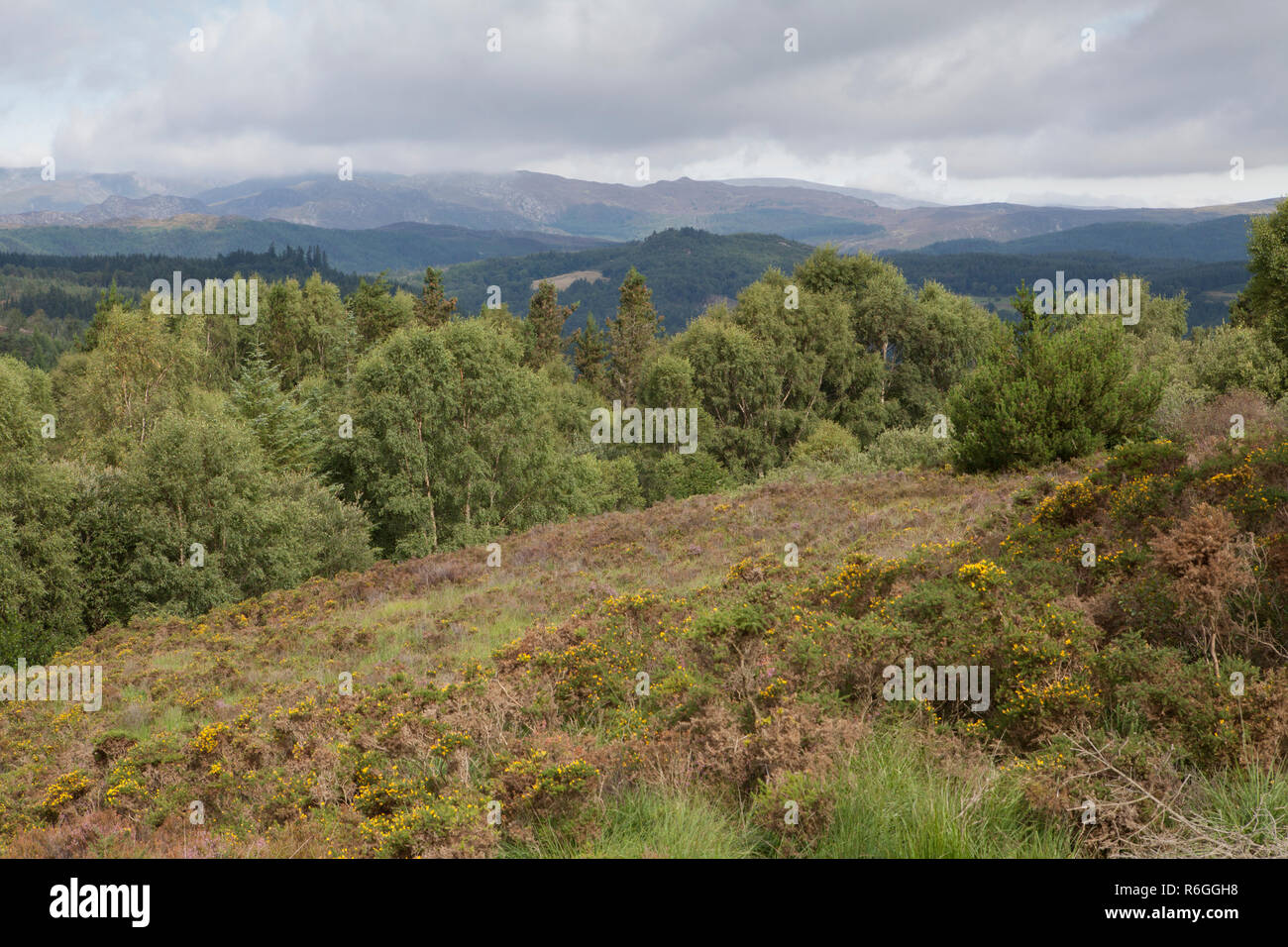 Wooded hills around Llyn Elsi is a lake located above the village of ...