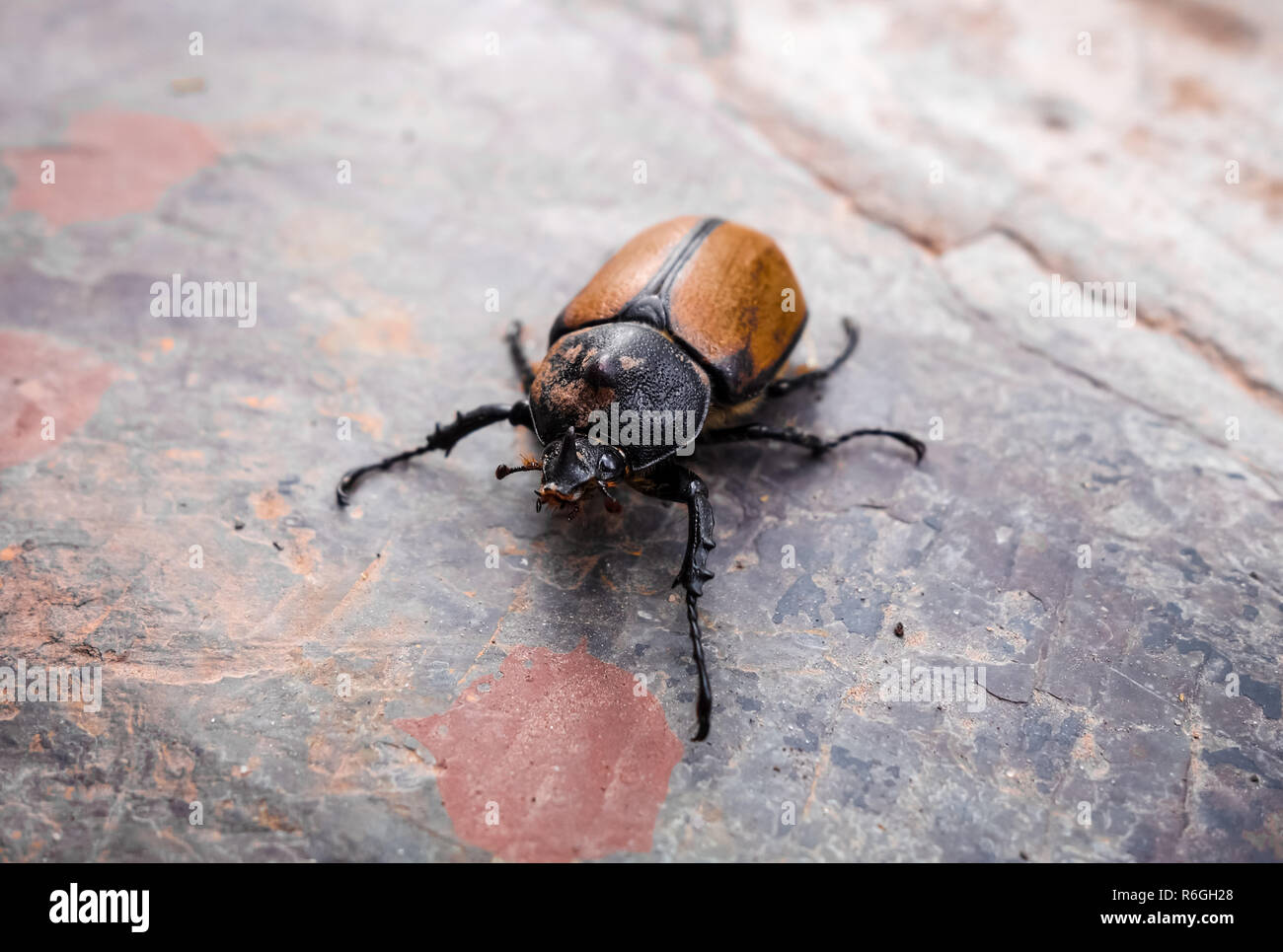 Scarab close-up view Stock Photo - Alamy