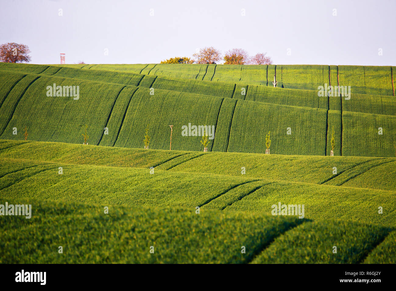 Spring green fields. Green agriculture crop. Spring hills and fields ...