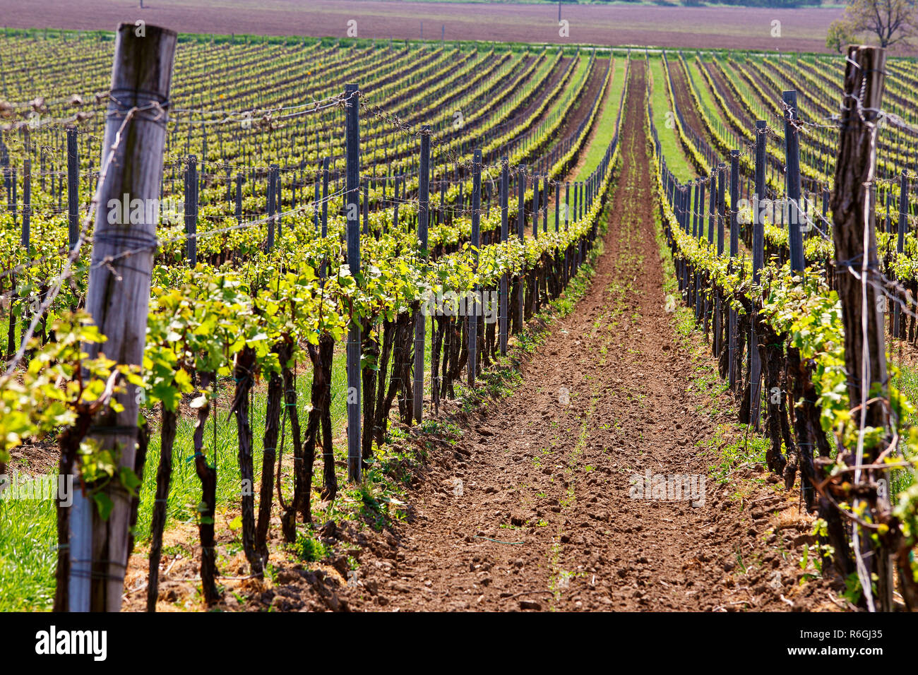 Rows of Vineyard Grape Vines. Spring landscape with green vineyards ...