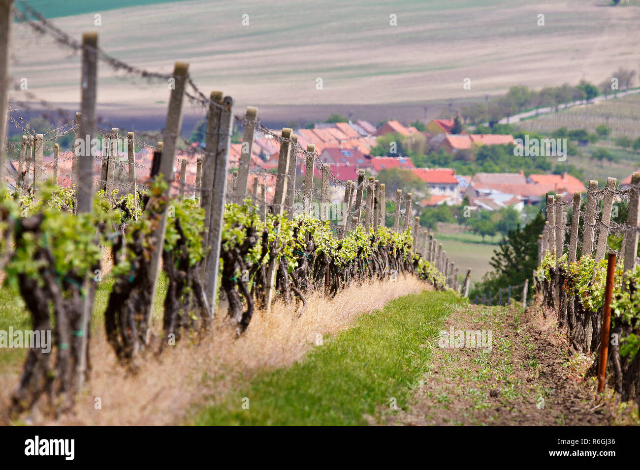 Spring landscape with green vineyards and town at background. Grape ...