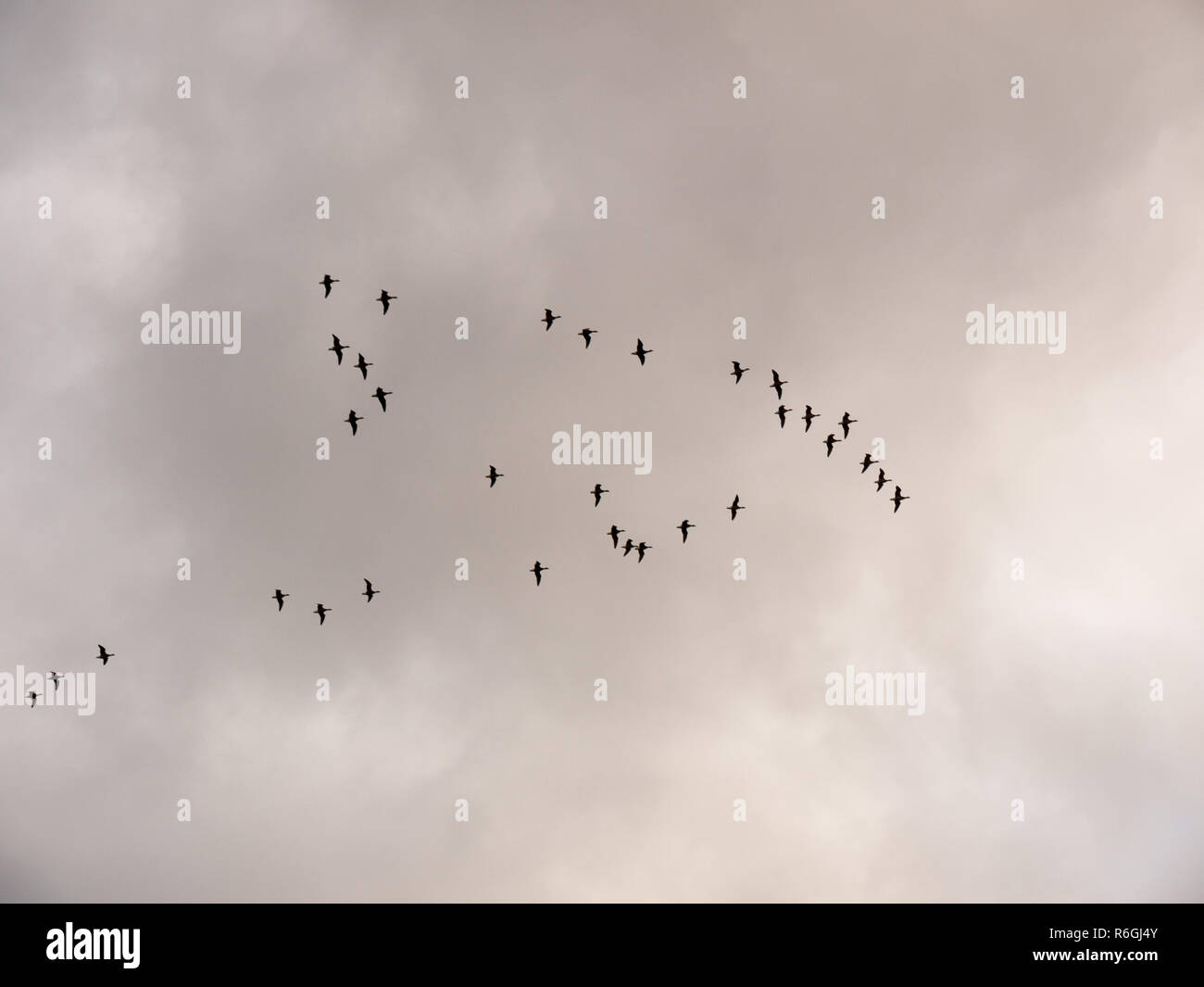 flock of geese in gray overcast autumn sky migrating flying overhead ...