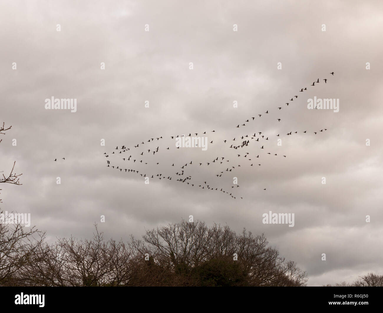 sky flock of birds cloudy moody overcast weather migration Stock Photo ... sky flock of birds cloudy moody overcast weather migration Stock Photo ...