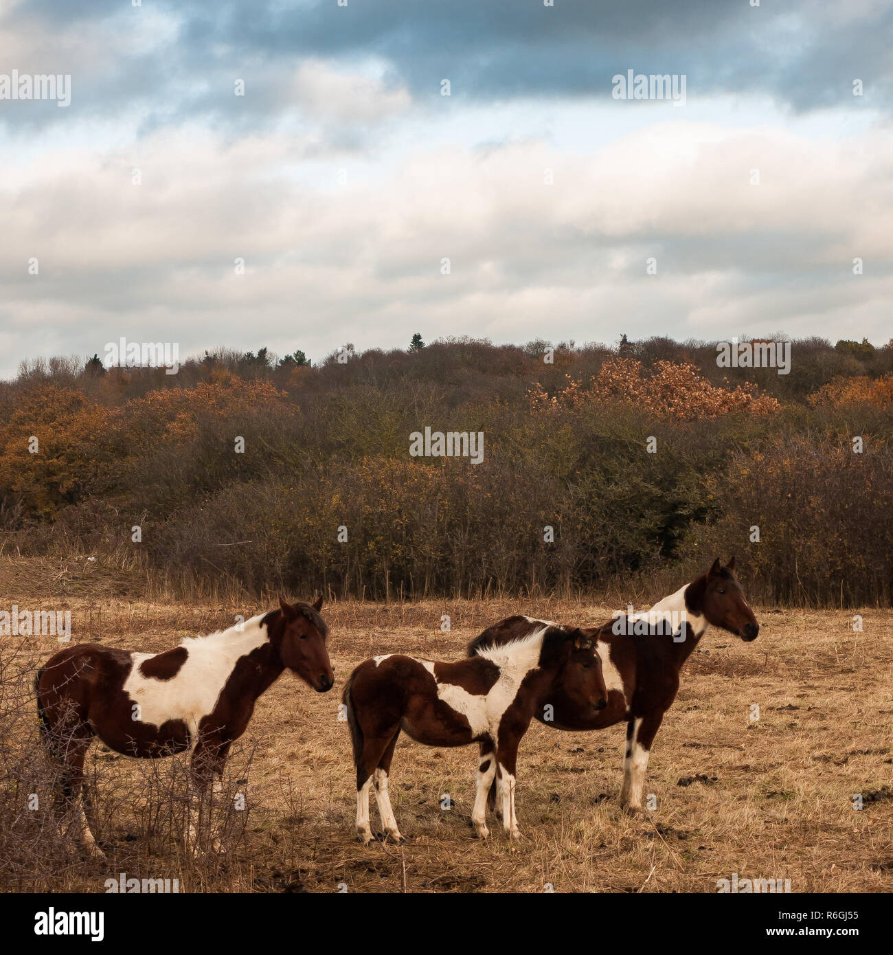 White horses in paddock hi-res stock photography and images - Alamy