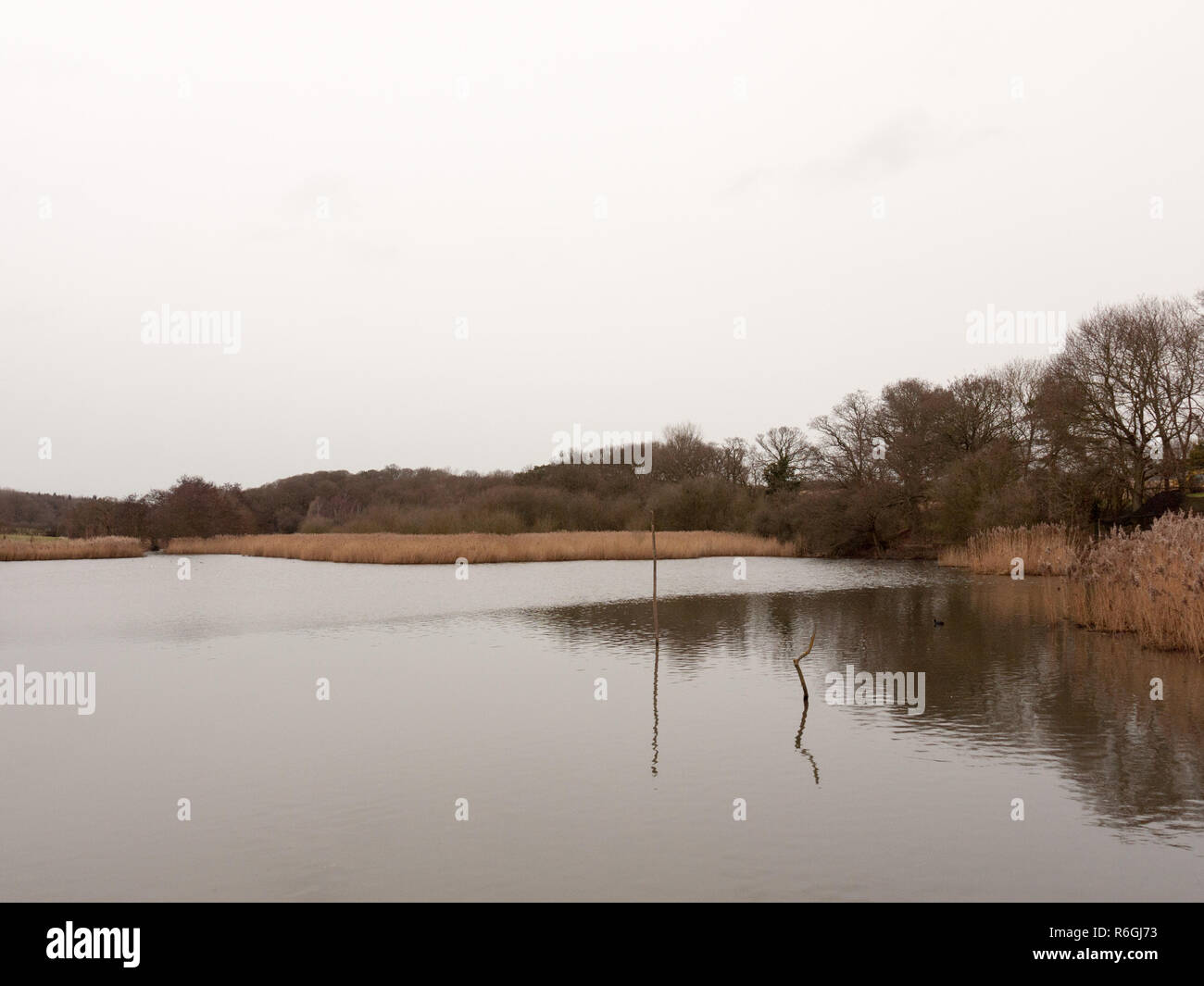 Uk fall plagiarism hi-res stock photography and images - Alamy