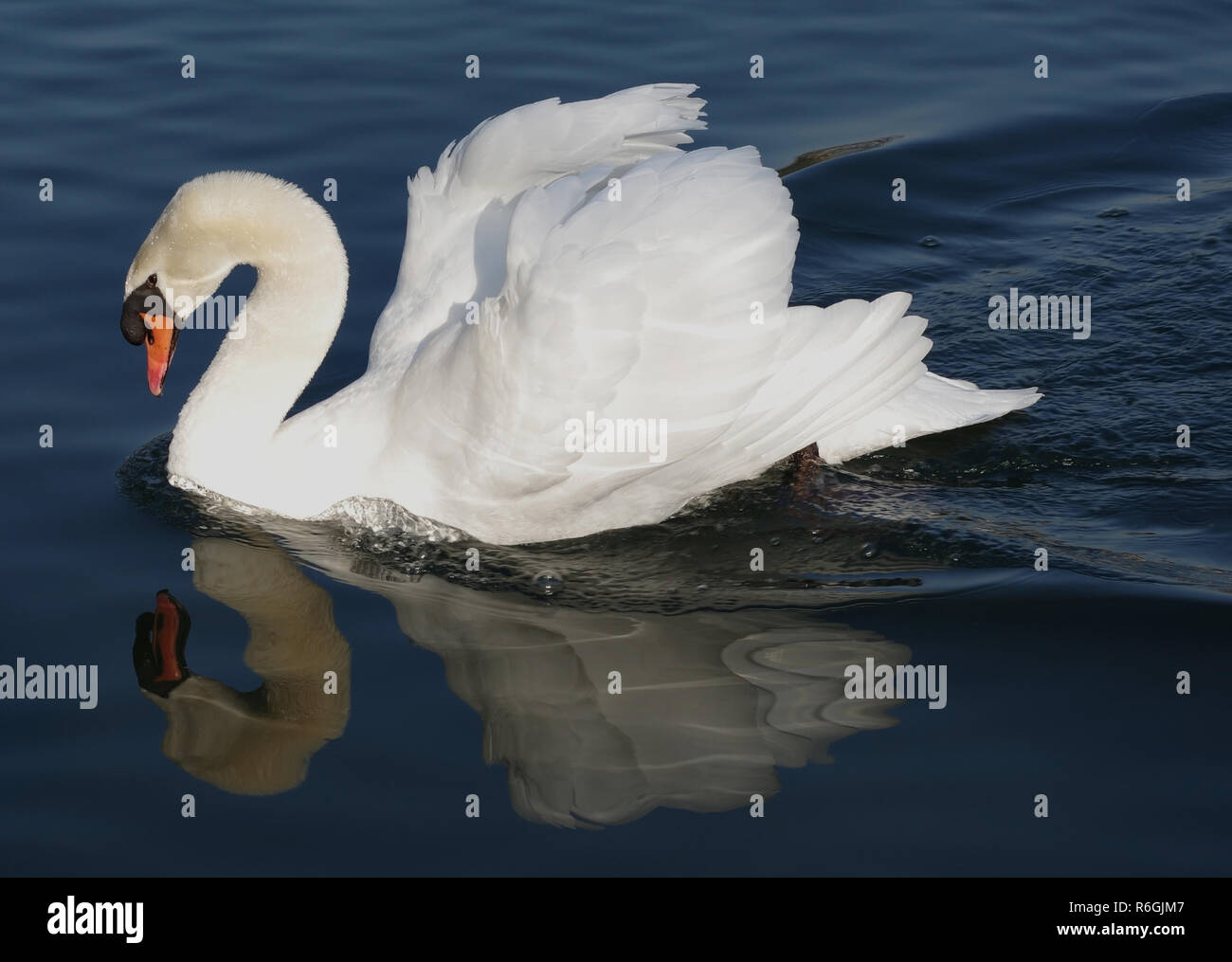 Swan habitat image bird hi-res stock photography and images - Alamy