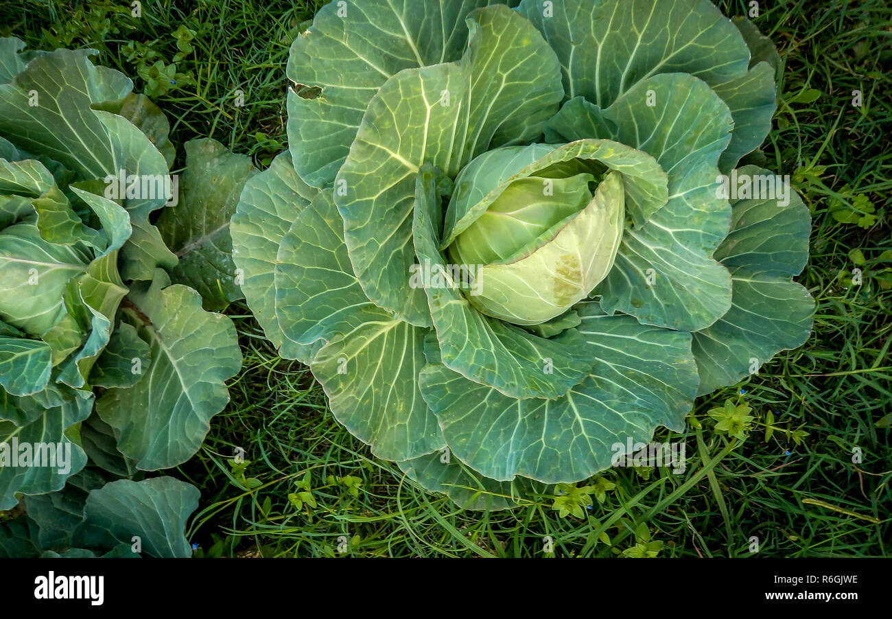 Organic cabbage grown in West Bengal, India Stock Photo - Alamy