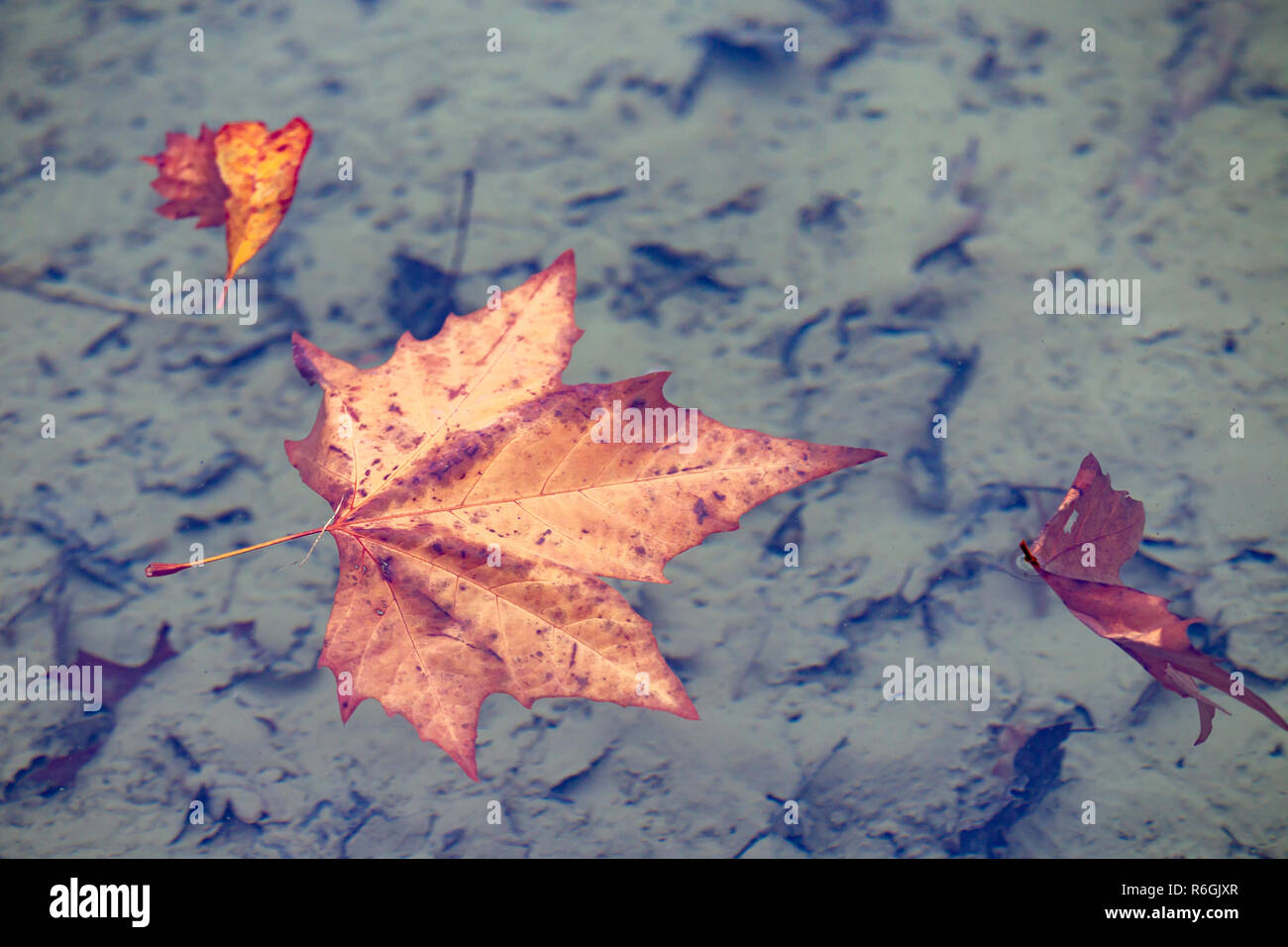 Acer tree dead hi-res stock photography and images - Alamy