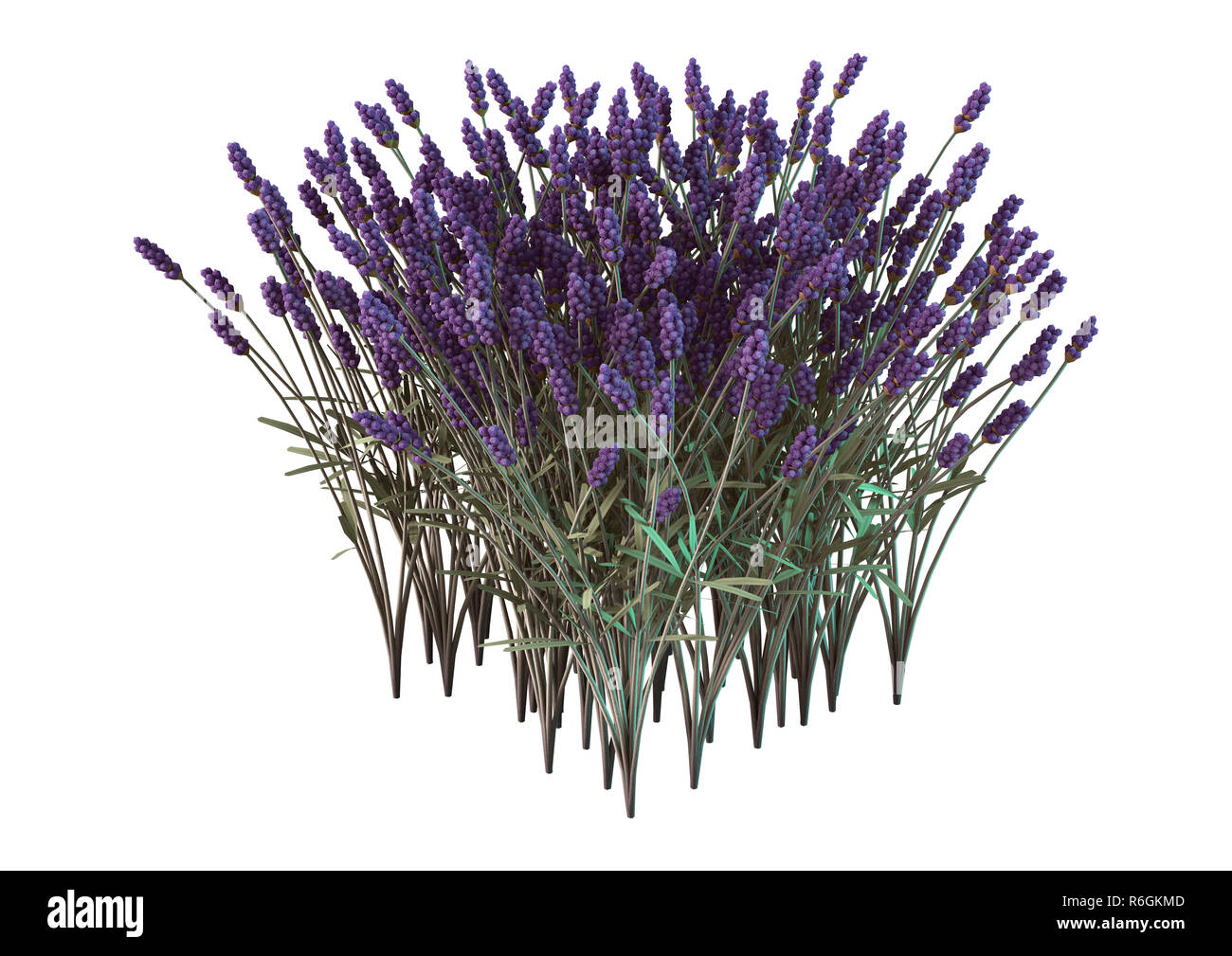 3D Rendering Lavender Flowers on White Stock Photo - Alamy