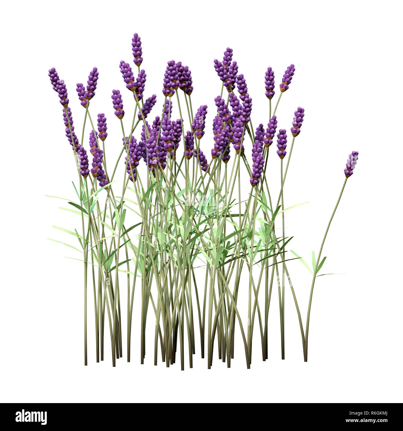 3D Rendering Lavender Flowers on White Stock Photo - Alamy