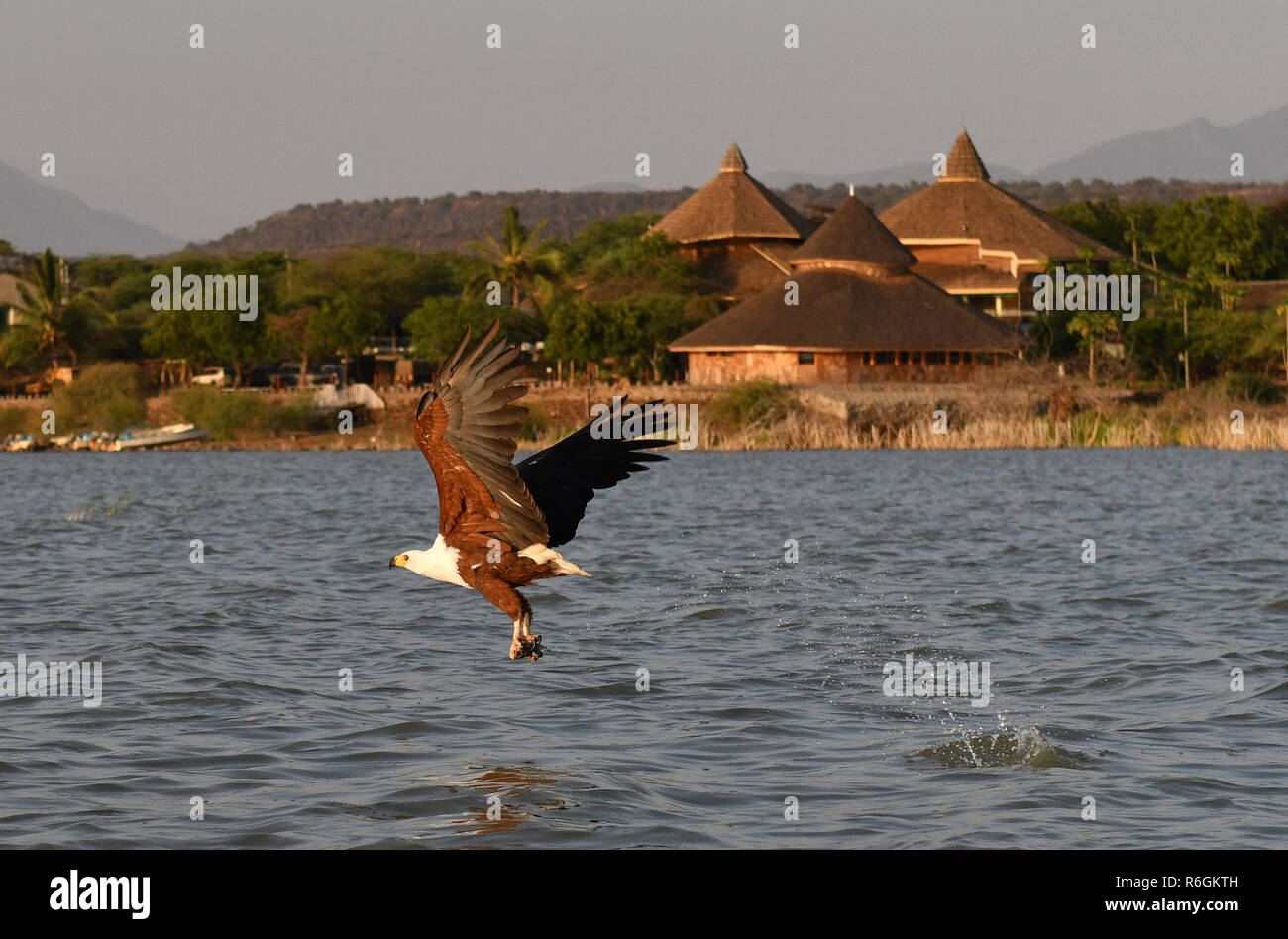 african fish eagle catches fish Stock Photo - Alamy