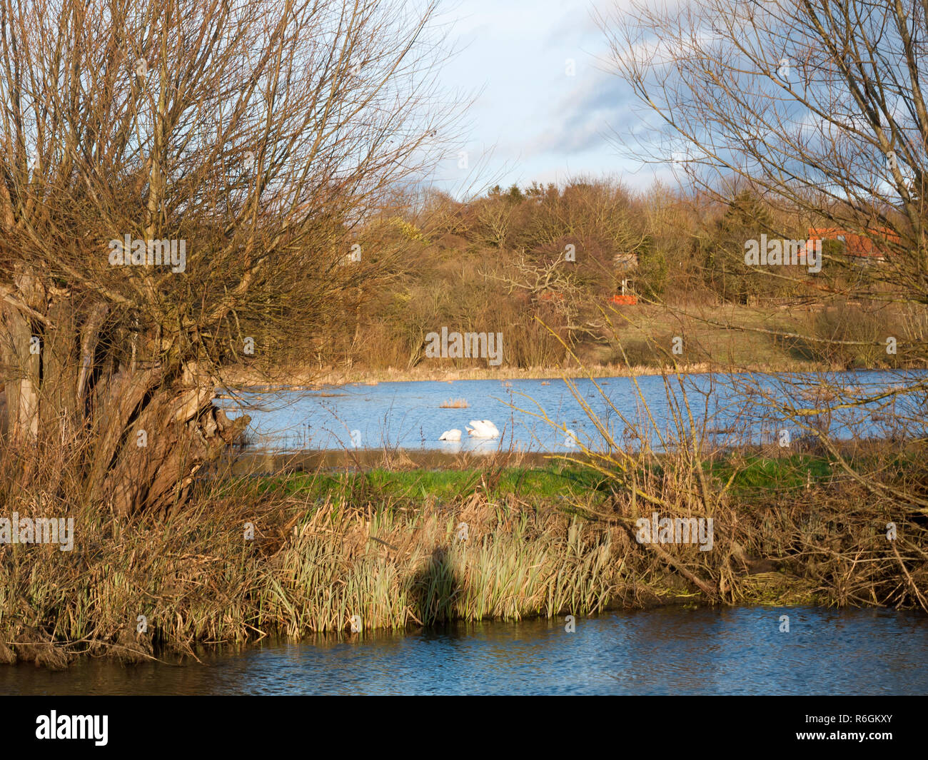 two swans family far water winter autumn animals Stock Photo - Alamy