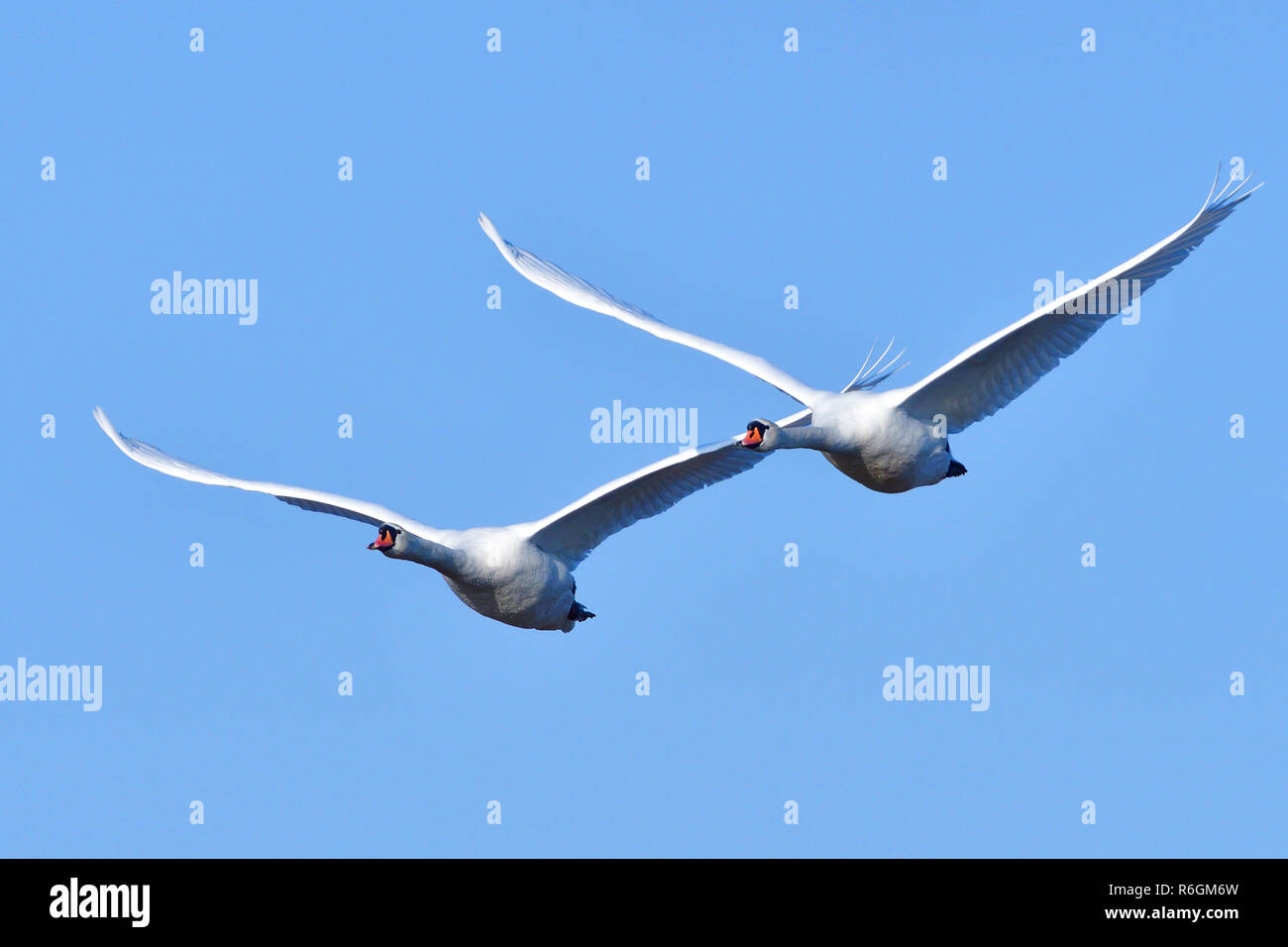 White swans in flight hi-res stock photography and images - Alamy