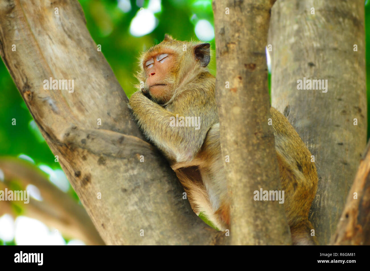 Monkey is sleeping on the tree, fun Stock Photo - Alamy