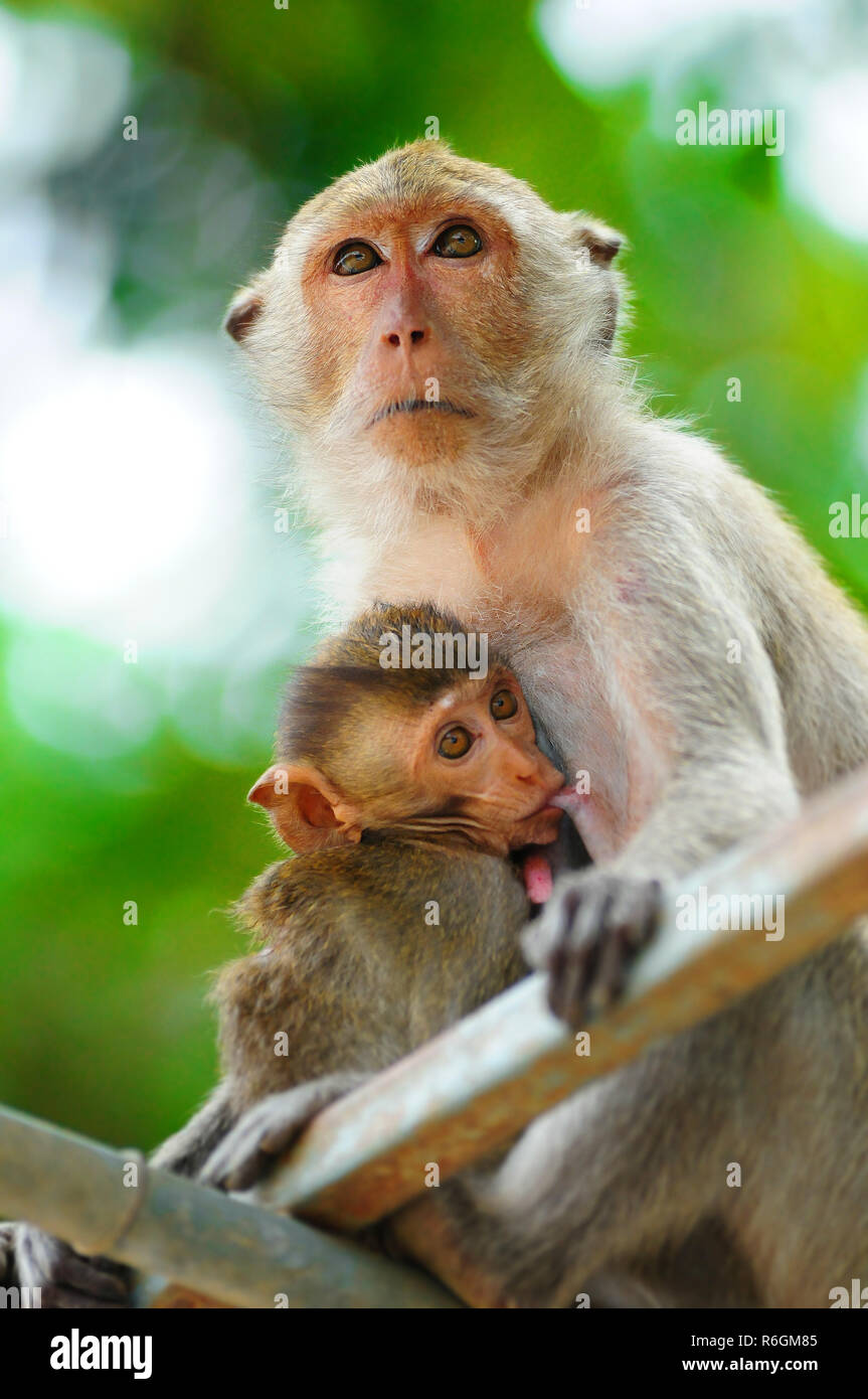 Monkey mother care and breastfeeding, love Stock Photo - Alamy