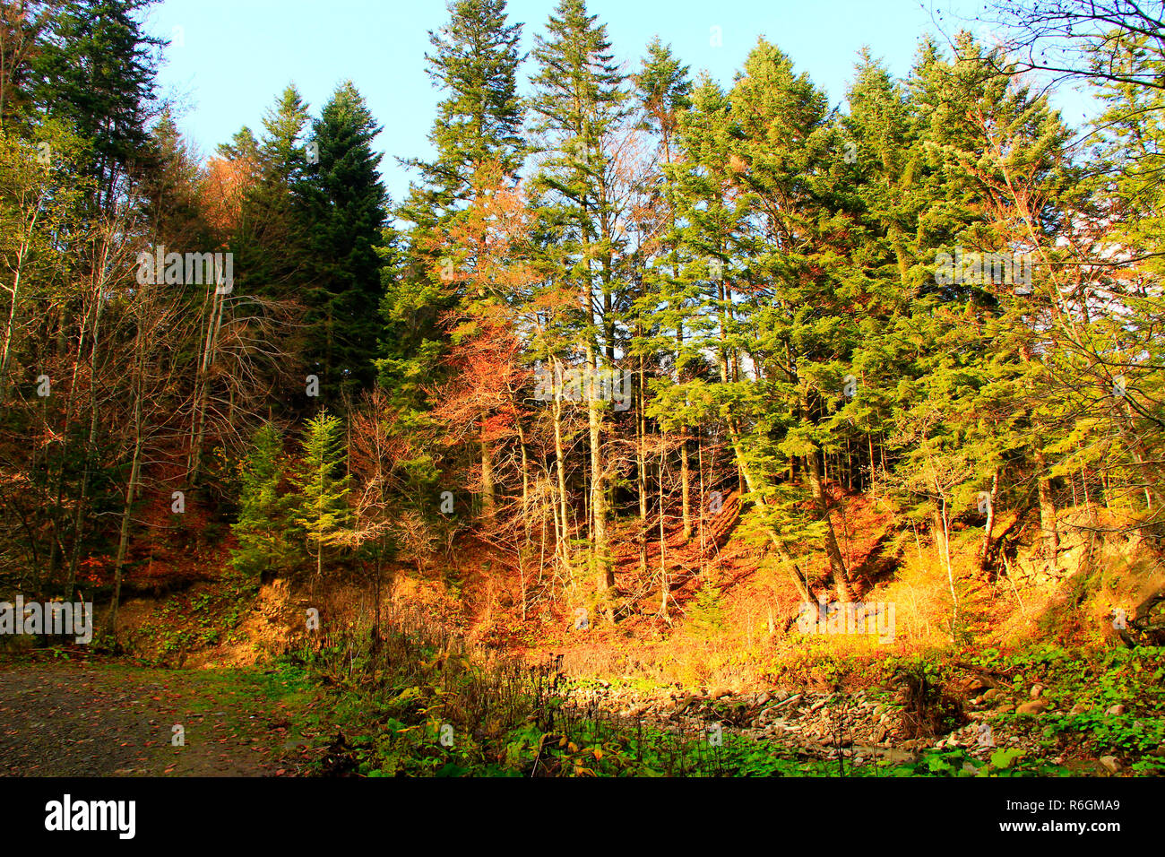 Dense bushes and trees hi-res stock photography and images - Alamy
