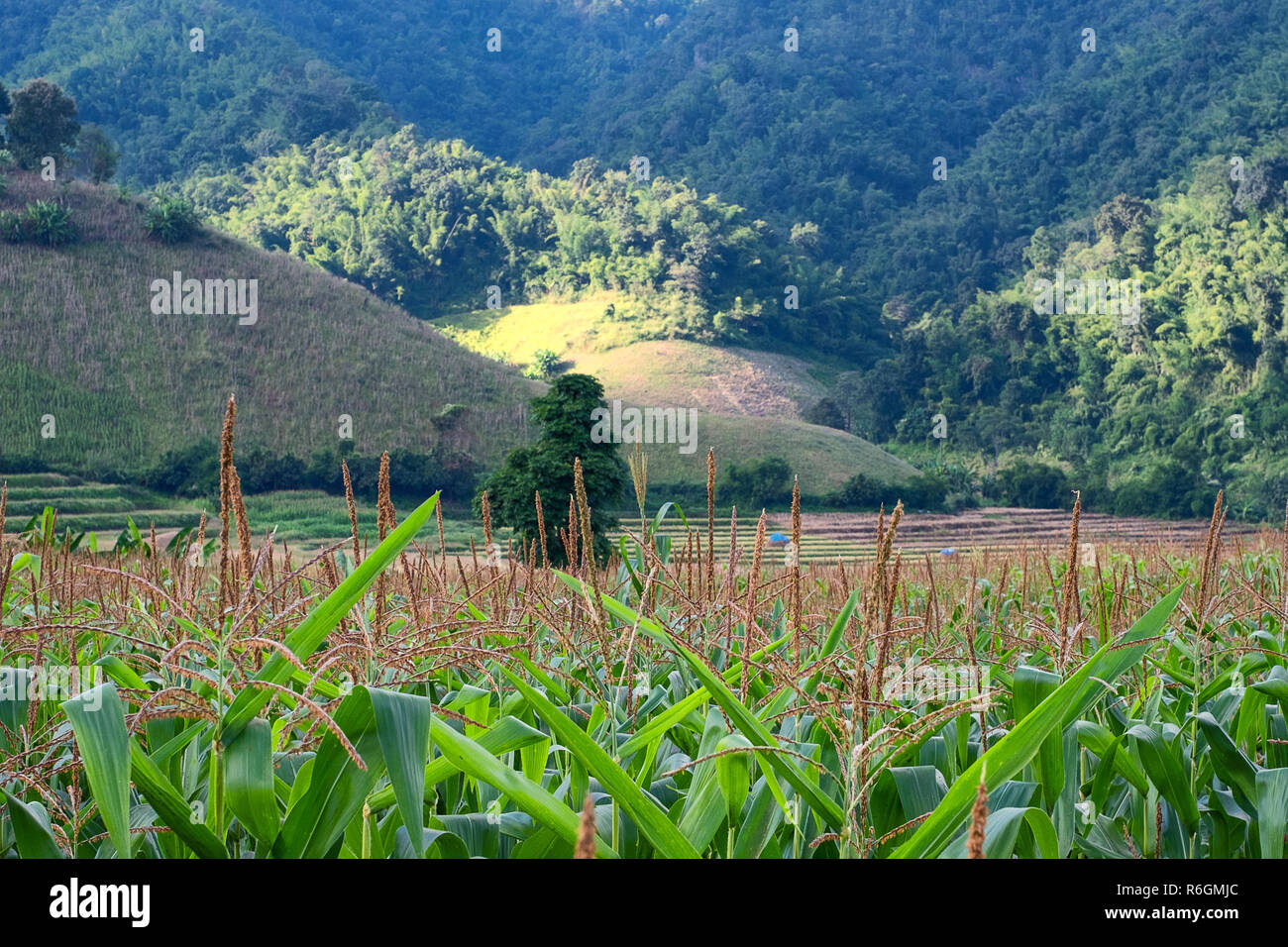 Corn farm field in front of rice field and mountain Stock Photo - Alamy