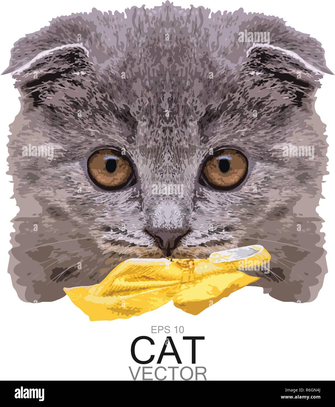 Scottish fold cat Vector detailed 3d illustration. cartoon character ...