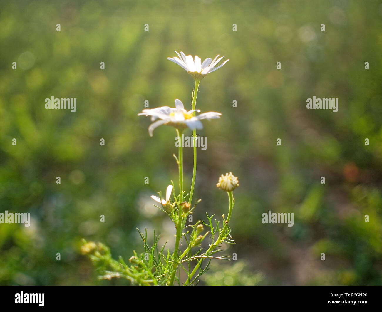 Rural field wild chamomile hi-res stock photography and images - Alamy