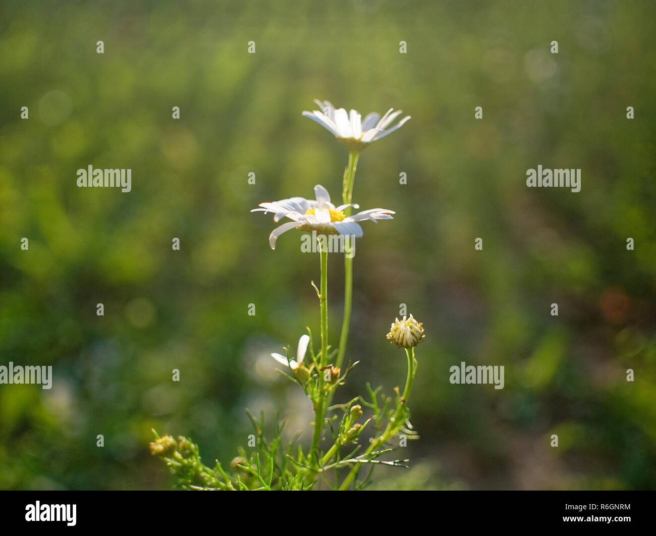 wild chamomile flowers on green grass background, Russia Stock Photo ...