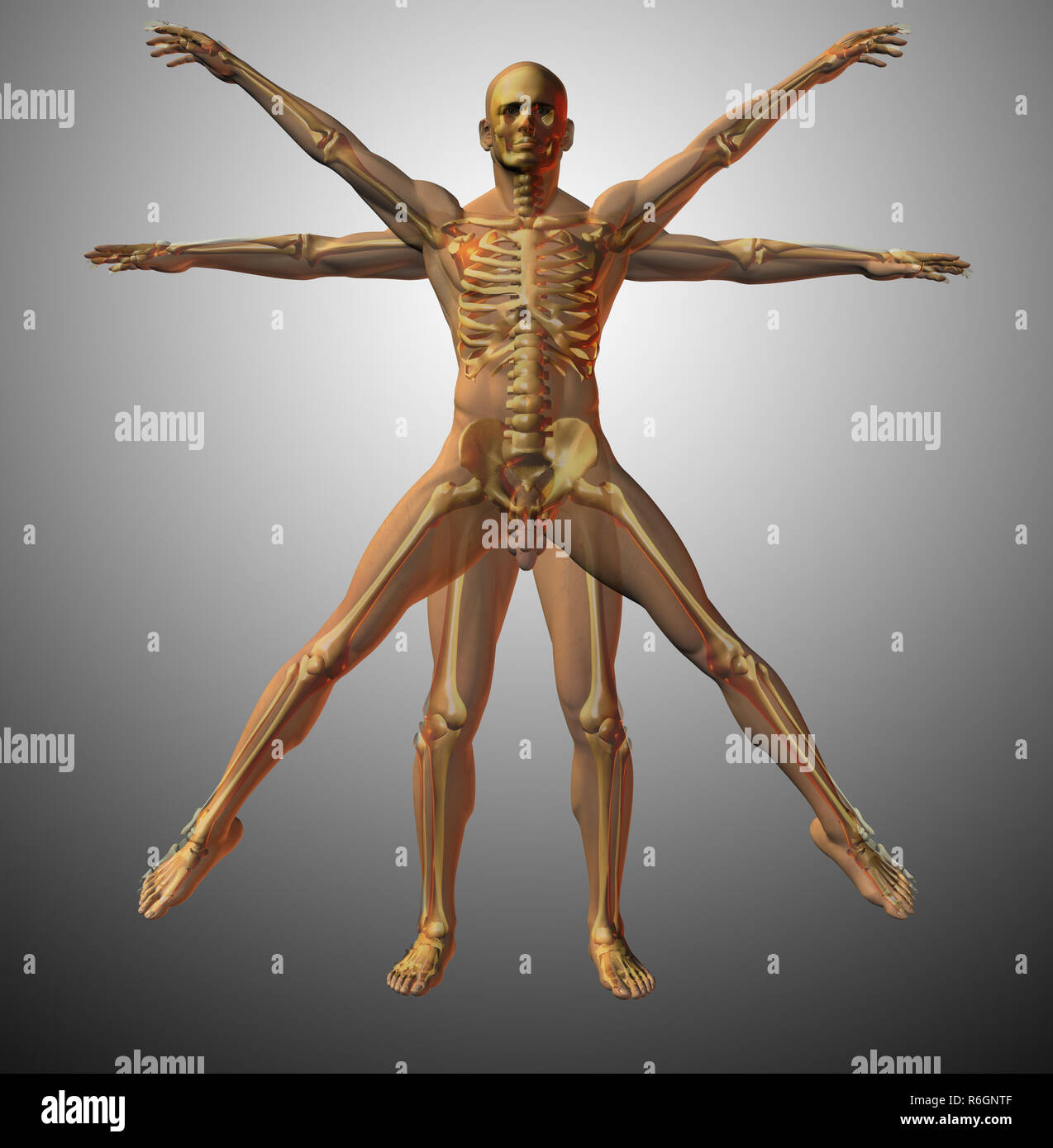 Vitruvian Man Skeleton High Resolution Stock Photography and Images - Alamy