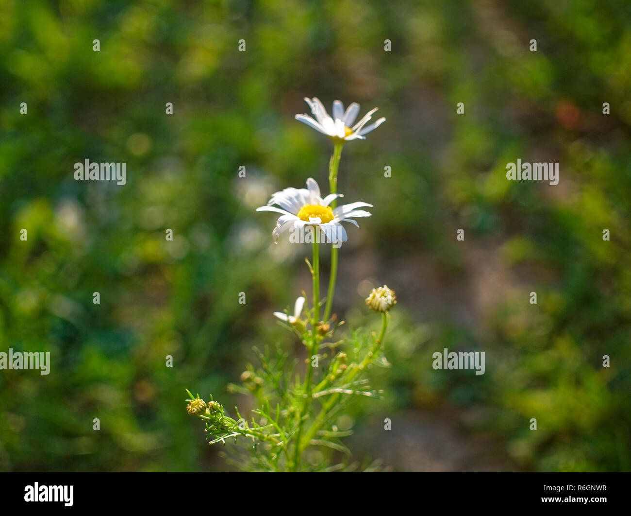 wild chamomile flowers on green grass background, Russia Stock Photo ...