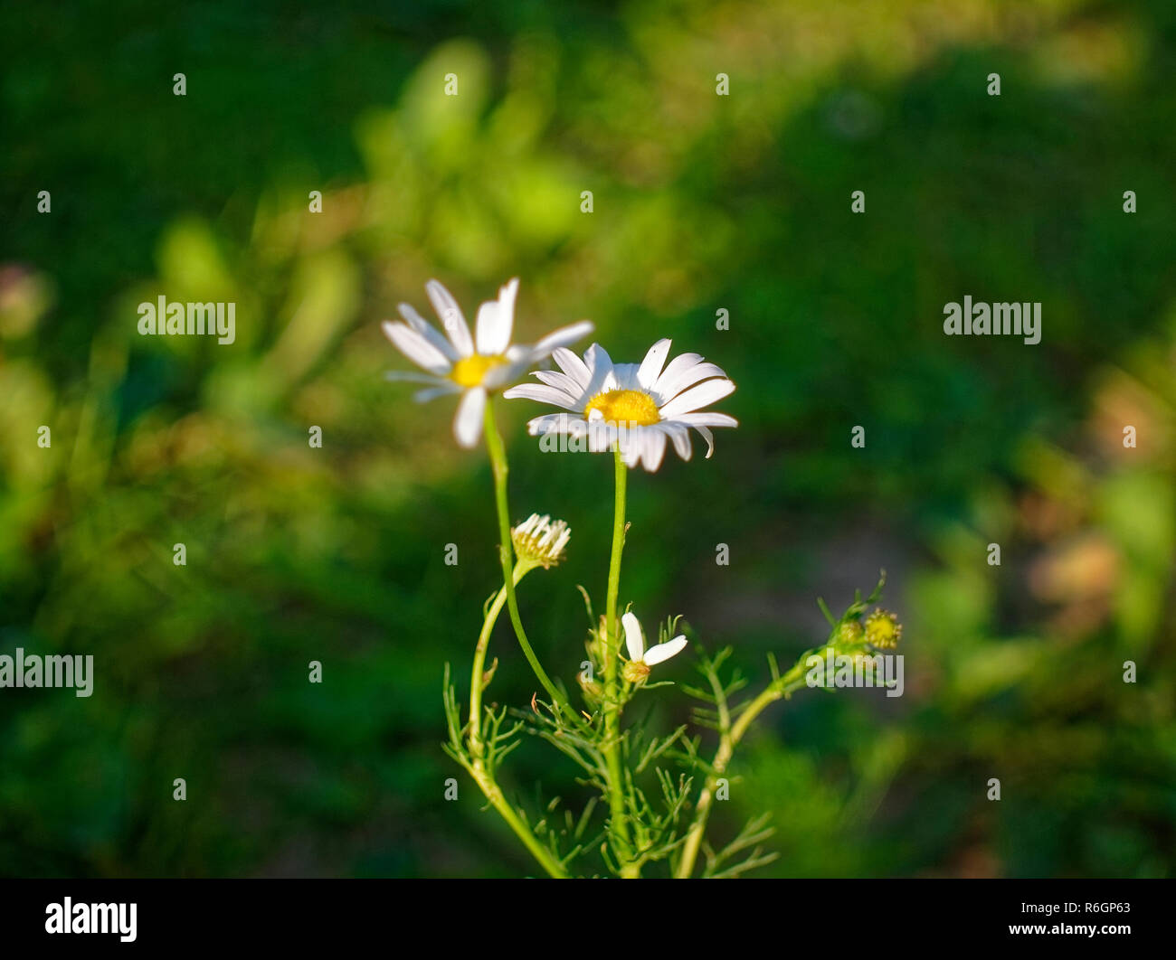 Wild chamomile hi-res stock photography and images - Alamy