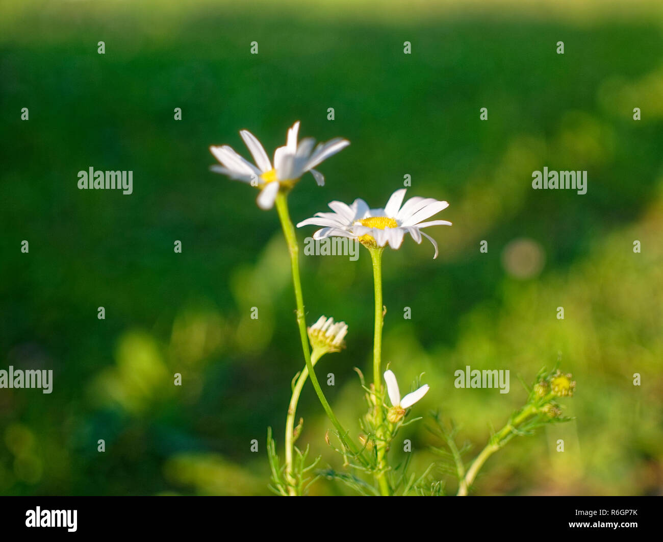 wild chamomile flowers on green grass background, Russia Stock Photo ...