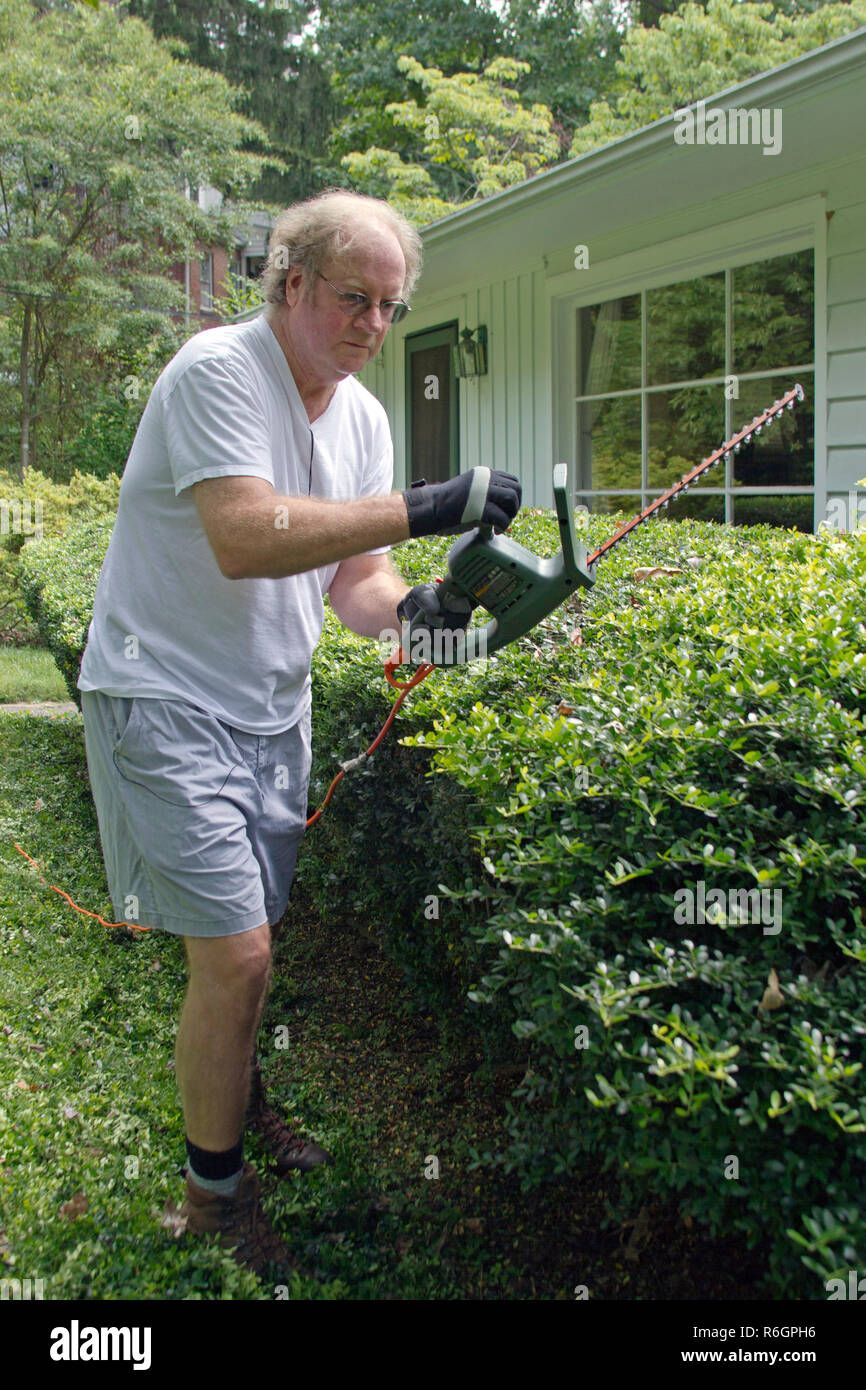 Hard prune hedge hi-res stock photography and images - Alamy