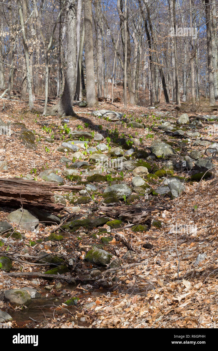 Early plant life beginning to grow along a trickling stream near the ...