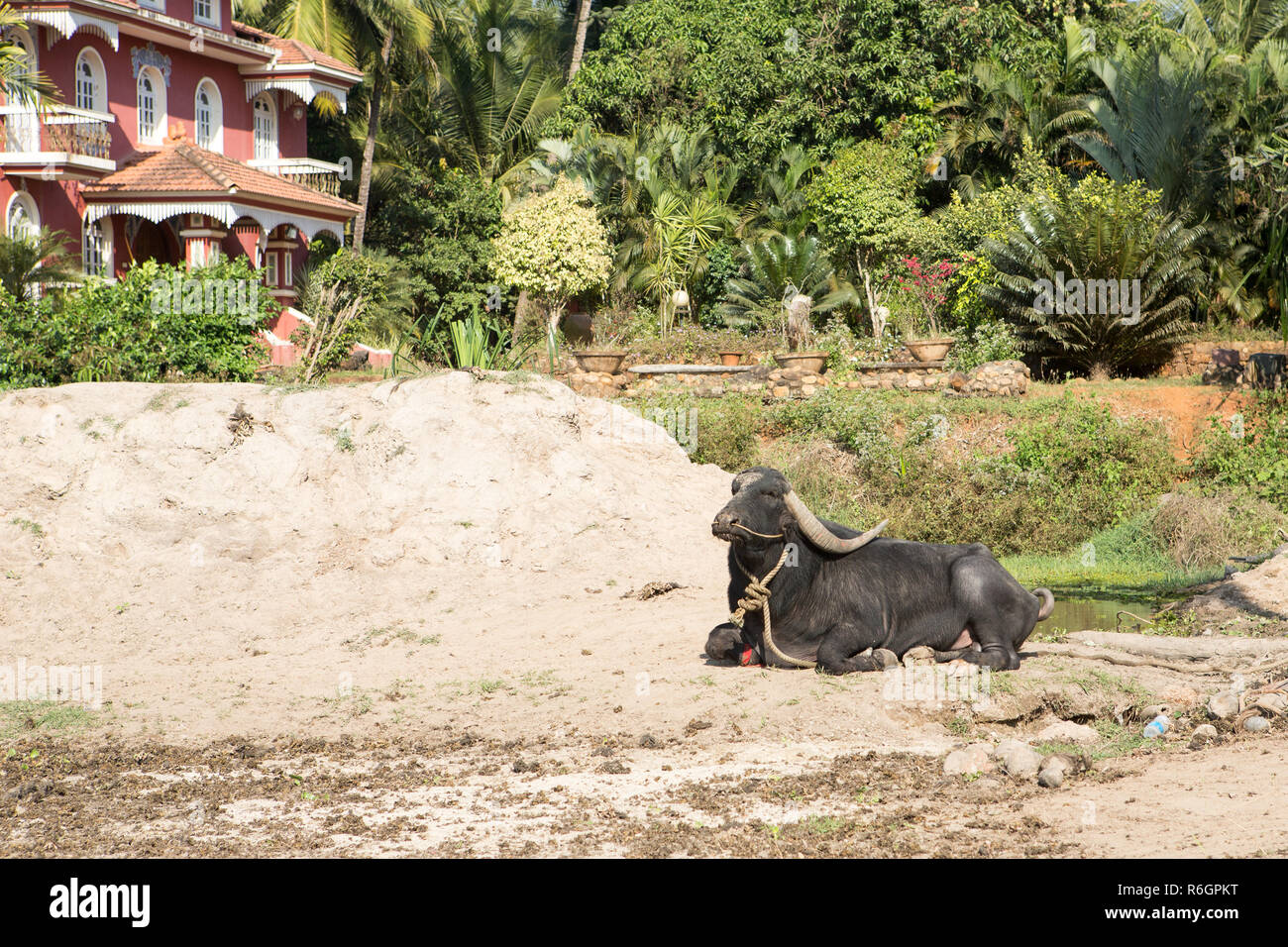 Holy cow eating hay hi-res stock photography and images - Alamy