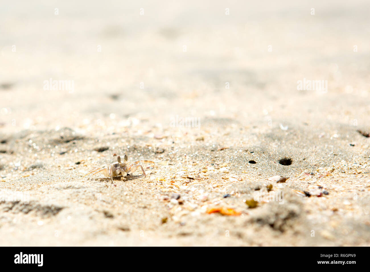 Sesarma crab hi-res stock photography and images - Alamy