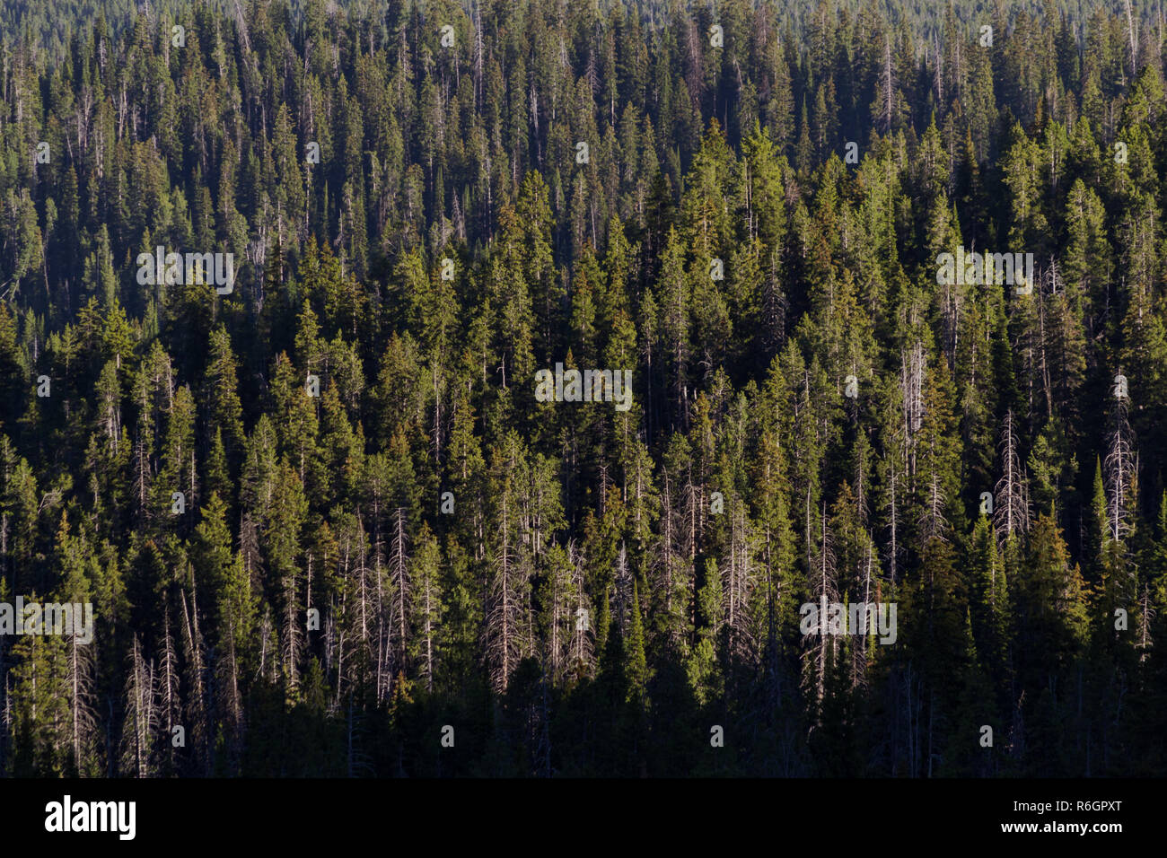 Yellowstone National Park at sunset Stock Photo - Alamy