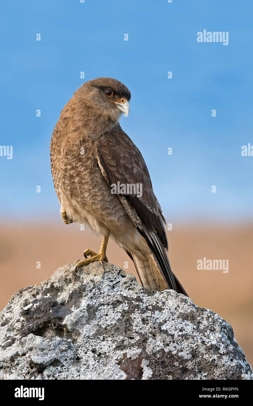 Easter island birds hi-res stock photography and images - Alamy