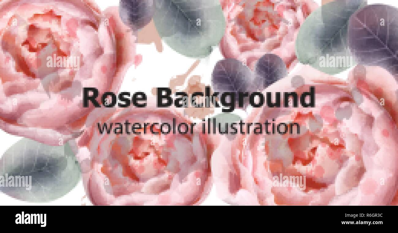 Peony flowers background Vector watercolor. Botany colorful floral ...