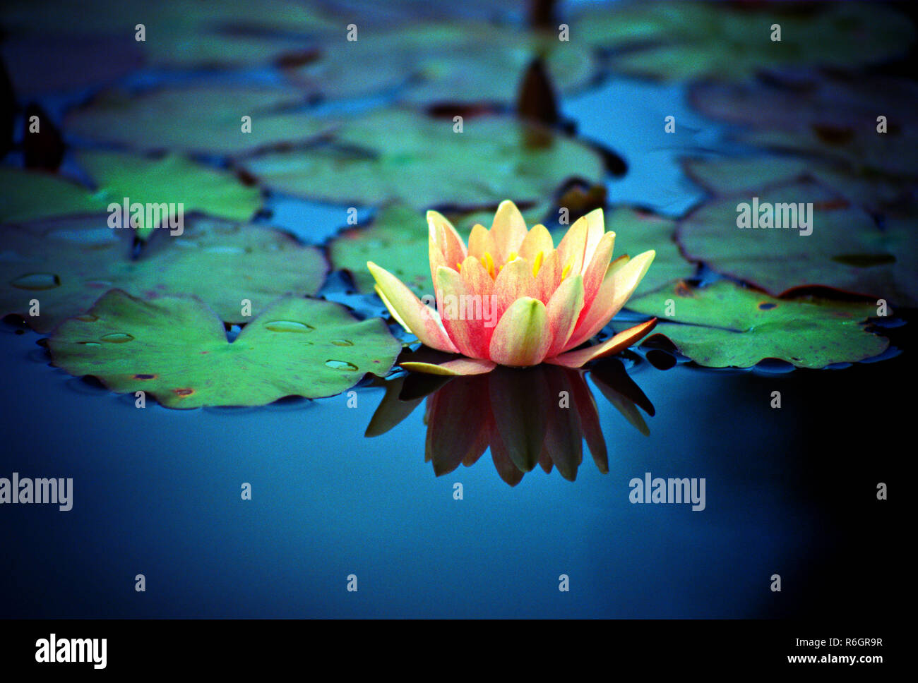 Nymphaeaceae, waterlily, lotus flower Stock Photo - Alamy