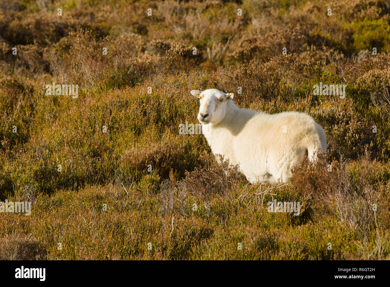 Welsh mountain sheep grazing in upland heather a hardy breed suited to ...