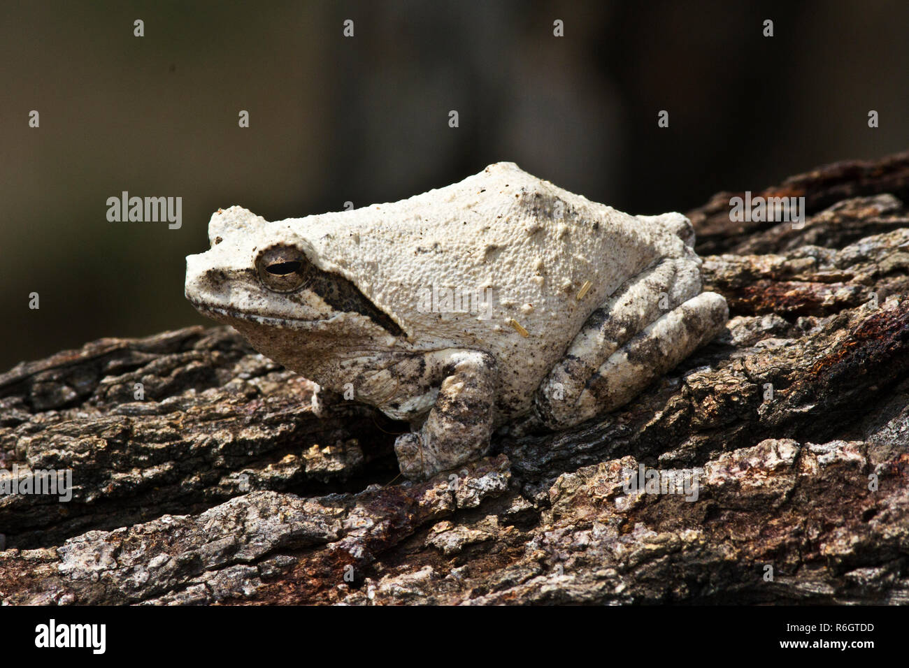 Large tree frog nest hi-res stock photography and images - Alamy
