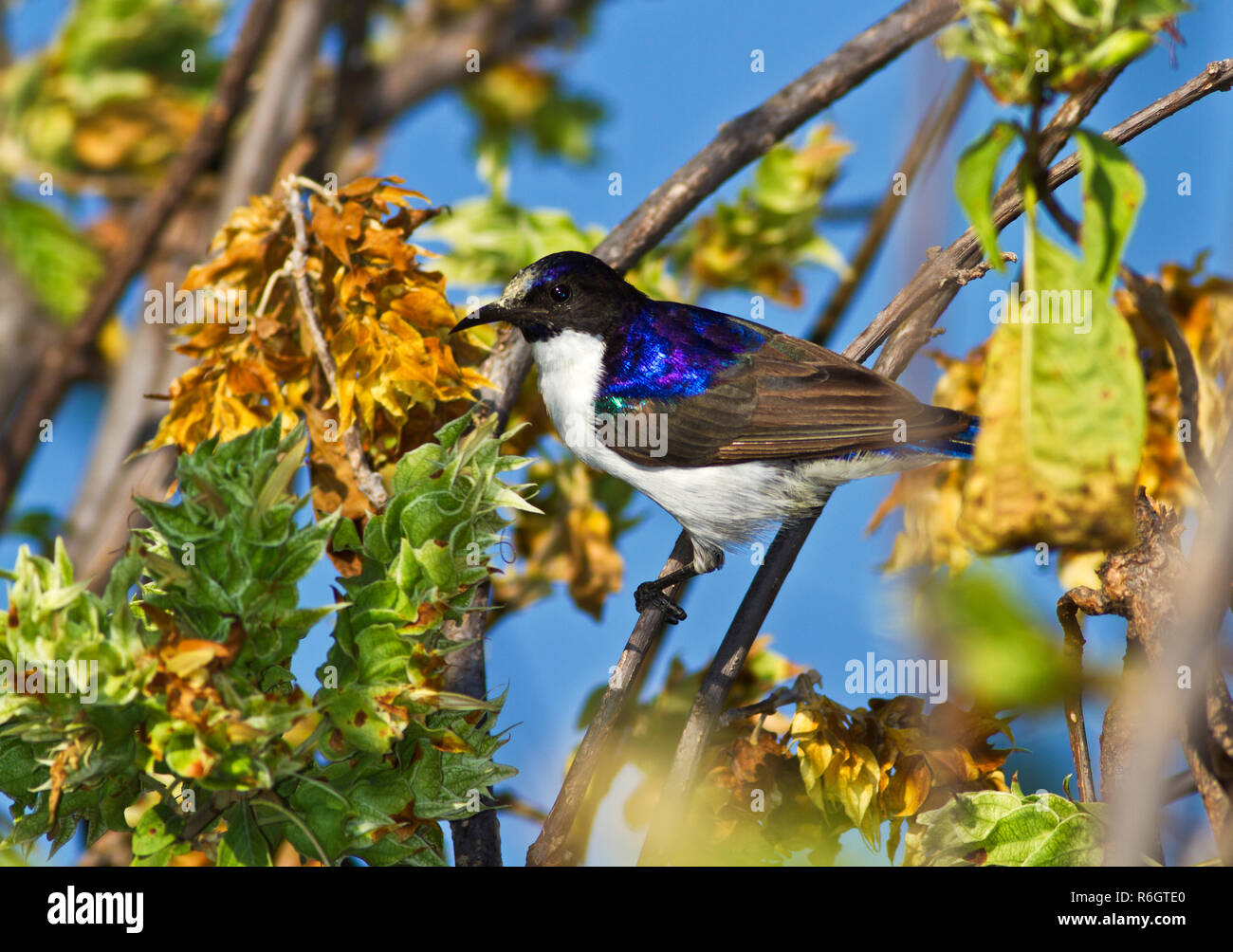 Western violet backed sunbird hi-res stock photography and images - Alamy