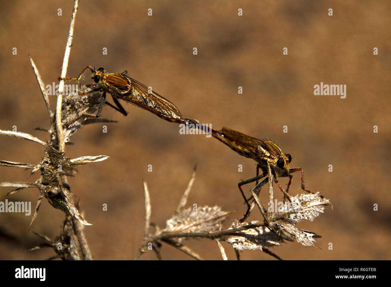 Chase insects hi-res stock photography and images - Alamy