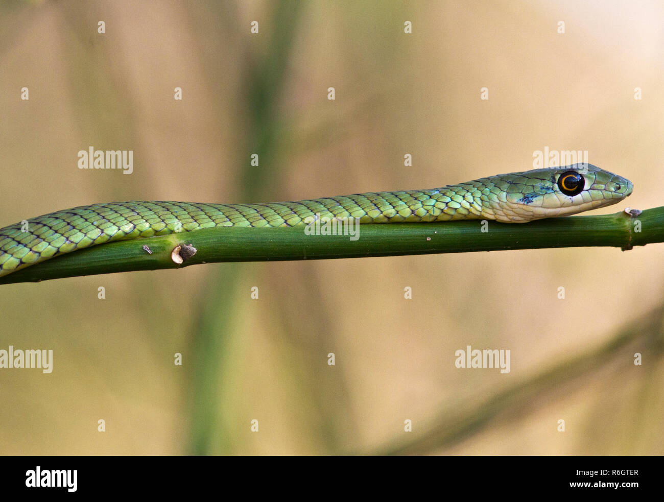 Diet of small vertebrates hi-res stock photography and images - Alamy