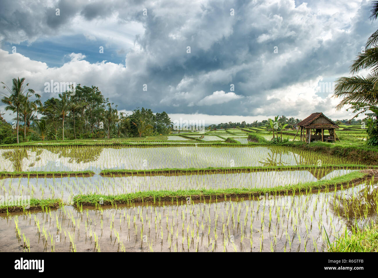 The famous Balinese rice terraces at Jatiluwih Stock Photo - Alamy