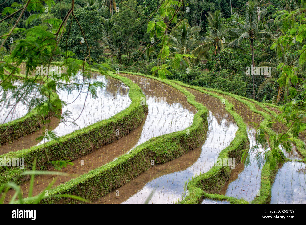 The famous Balinese rice terraces at Jatiluwih Stock Photo - Alamy